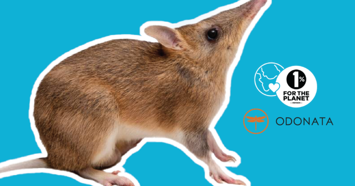 Optimising and Odonata Foundation - A Journey to Save an… | Optimising